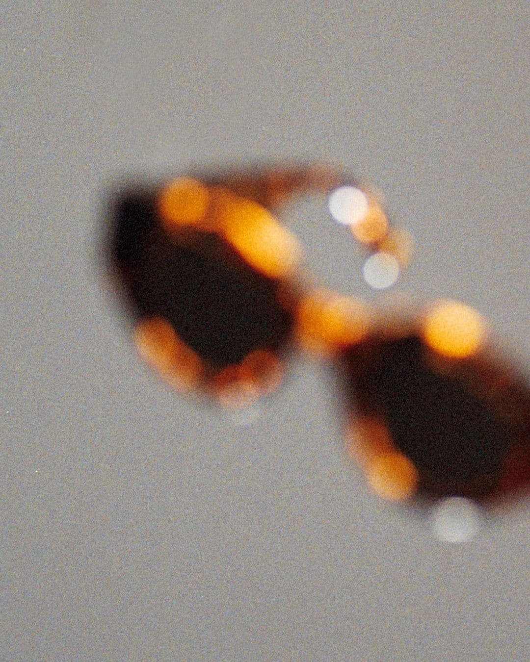 Track Order - Monokel